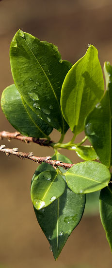 Coca Field Erythroxylum Coca Leafs Producing Editorial Stock Photo ...