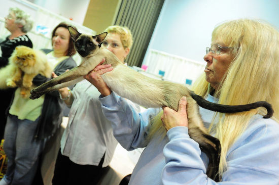 Siamese Cat Selected By Judge Displayed Editorial Stock Photo - Stock Image | Shutterstock