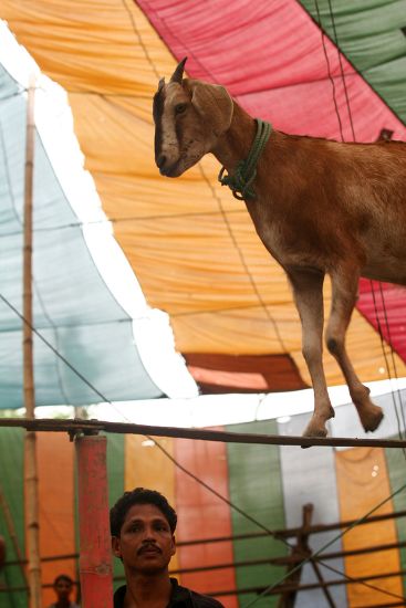 Goat Plays Stunt Circus Popular Form Editorial Stock Photo - Stock ...