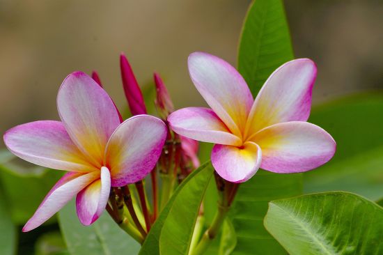 Kath Golap Wooden Rose Dhaka Bangladesh Editorial Stock Photo - Stock ...