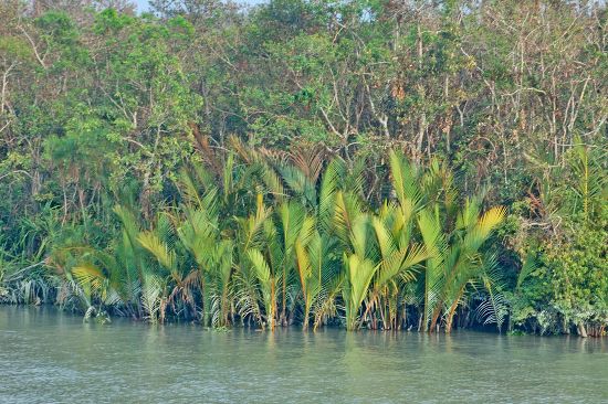 Nipah Palm Trees Known Golpata Sundarbans Editorial Stock Photo - Stock ...