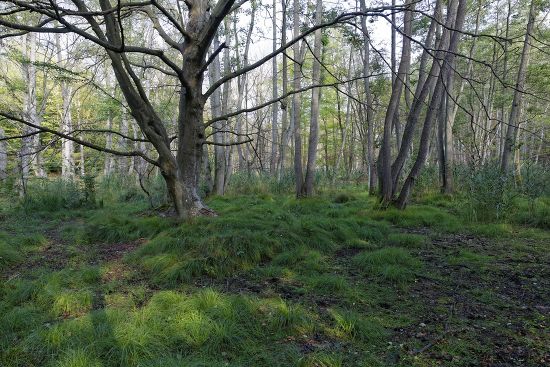 Unspoilt Forest Western Pomerania Lagoon Area Editorial Stock Photo ...
