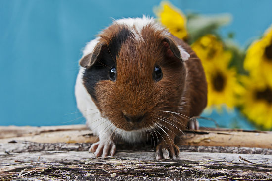 Smooth Guinea Pig Pup Editorial Stock Photo - Stock Image | Shutterstock