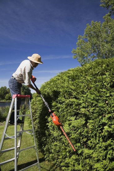 Gardener Trimming Cedar Tree Thuja Occidentalis Editorial Stock Photo ...