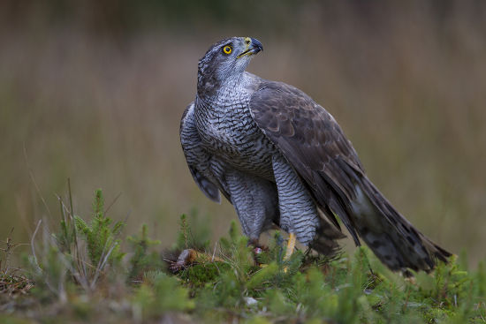 Northern Goshawk Accipiter Gentilis Captured Squirrel Editorial Stock ...