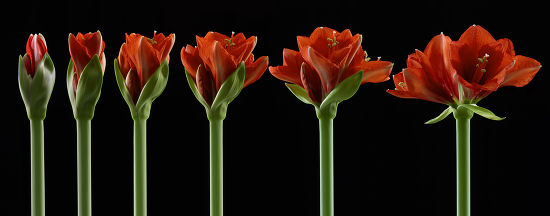 Amaryllis Flowers Different Stages Growth Bud Editorial Stock Photo ...