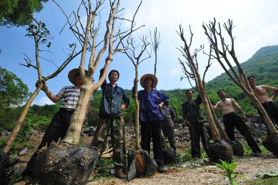 Villagers Plant Trees Editorial Stock Photo - Stock Image | Shutterstock