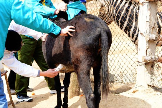 Vets Give Pregnant Donkey Hei Zi Editorial Stock Photo - Stock Image ...