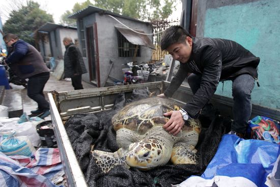 Keepers Load Sea Turtle Jia Jia Editorial Stock Photo - Stock Image ...