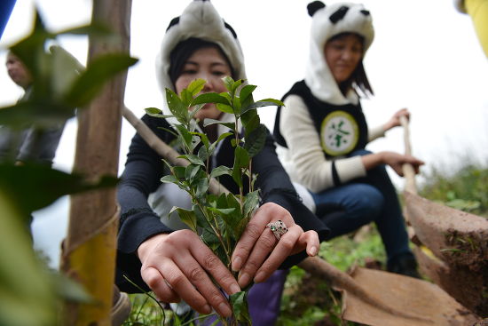 People Harvesting Panda Poo Tea Editorial Stock Photo - Stock Image ...