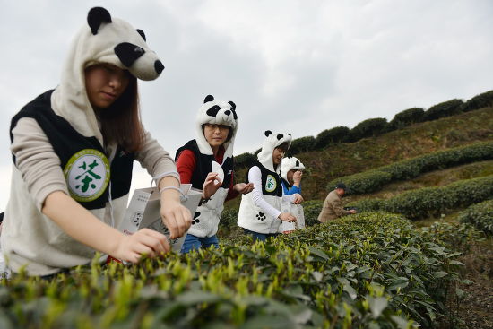 People Harvesting Panda Poo Tea Editorial Stock Photo - Stock Image ...