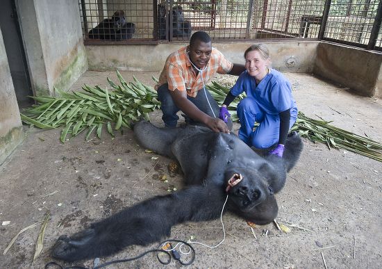 Staff European Great Ape Heart Project Editorial Stock Photo - Stock ...