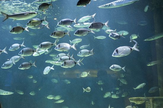 Aquarium Inside Area Oceanografic City Arts Editorial Stock Photo ...