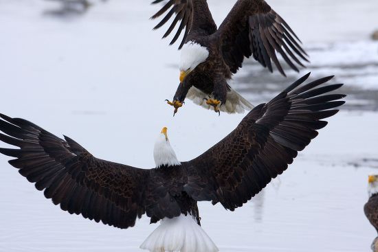 Eagles Fight Over Fish Editorial Stock Photo - Stock Image | Shutterstock