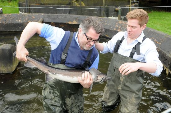 Ken Benning Worker Sturgeon Editorial Stock Photo - Stock Image ...