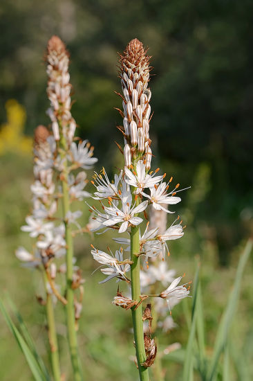 White Asphodel Asphodelus Albus Provence Southern Editorial Stock Photo ...