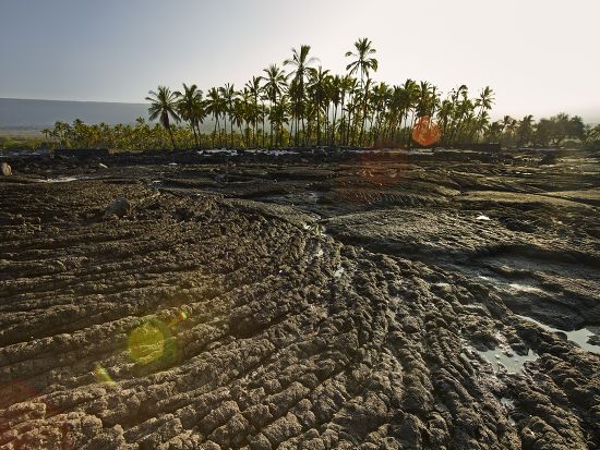Frozen Lava Flow Palm Trees On Editorial Stock Photo - Stock Image ...