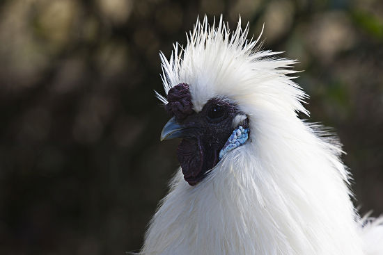 Japanese Dwarf Silkie Editorial Stock Photo - Stock Image | Shutterstock