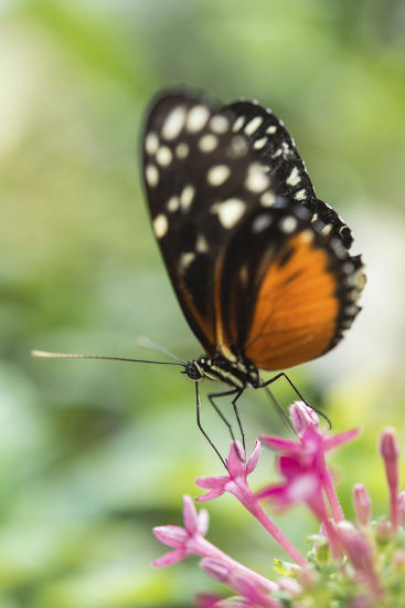 Ismenius Tiger Tiger Heliconian Heliconius Ismenius Editorial Stock ...