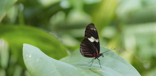 Cydno Longwing Heliconius Cydno Butterfly House Editorial Stock Photo ...
