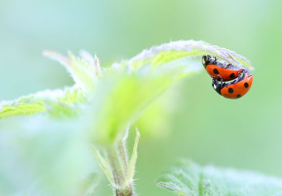 7 Spot Ladybirds Coccinella 7punctata Mating Editorial Stock Photo ...