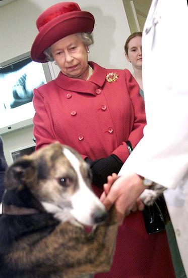 Mischief Dog Jumps Meet Queen Elizabeth Editorial Stock Photo - Stock ...