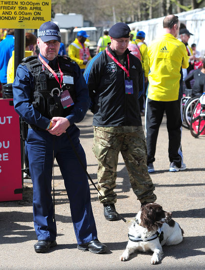 Biggles Sniffer Dog Basks Sun Close Editorial Stock Photo - Stock Image ...