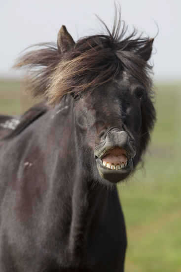 Icelandic Horse Flehming Portrait South Iceland Editorial Stock Photo ...