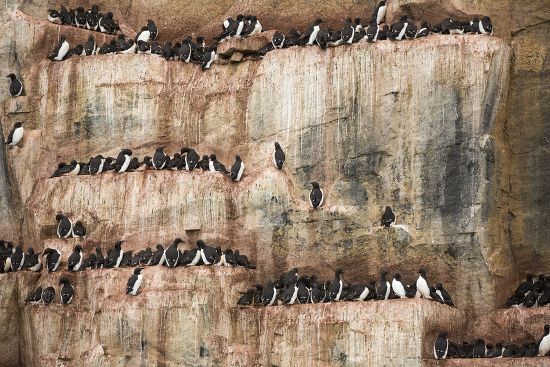 Sea Bird Nesting Cliffs Aalkefjellet 79 Editorial Stock Photo - Stock ...