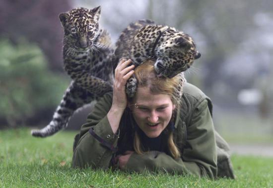 Ladybird Muppet 8weekold Jaguar Cubs Meeting Editorial Stock Photo ...