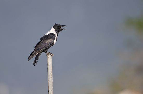Collared Crow Corvus Torquatus Adult Calling Editorial Stock Photo ...