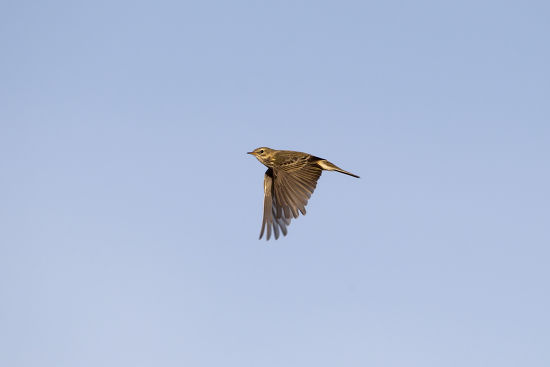 Meadow Pipit Anthus Pratensis Adult Flight Editorial Stock Photo ...