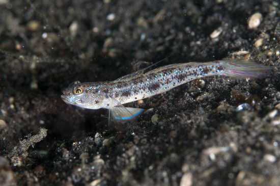 Longjaw Shrimpgoby Psilogobius Prolatus Adult Resting Editorial Stock ...