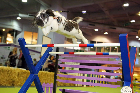 Rabbit Show Jumping Rabbit Grand National Editorial Stock Photo - Stock ...