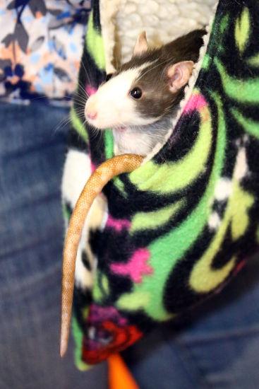 Rat Peeks Ratbag Fancy Rat Society Editorial Stock Photo - Stock Image ...