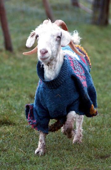 Angora Goat Wearing Woolly Sweater Editorial Stock Photo - Stock Image ...