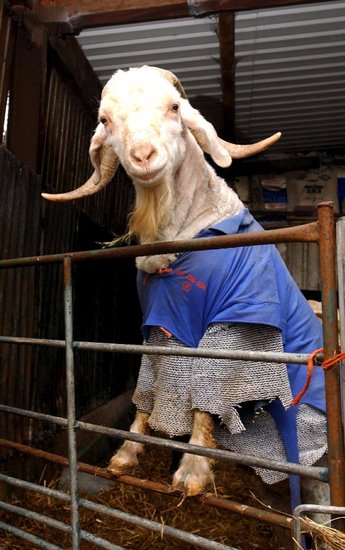 Angora Goat Wearing Woolly Sweater Editorial Stock Photo - Stock Image ...