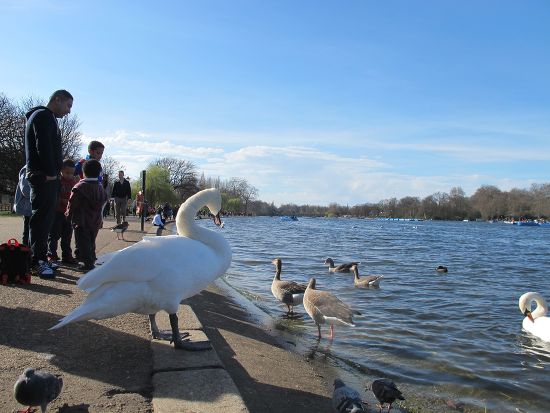 Swan People Next Serpentine Hyde Park Editorial Stock Photo - Stock ...