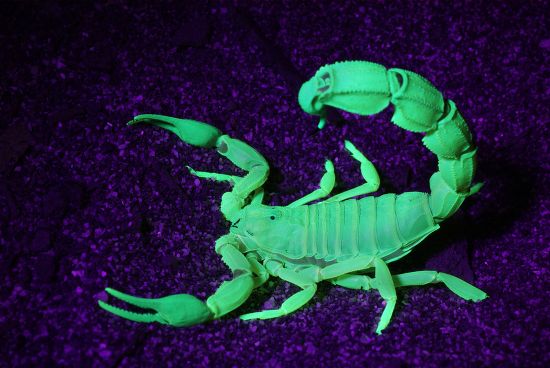 Desert Scorpion Androctonus Australis Looking Fluorescent Editorial ...