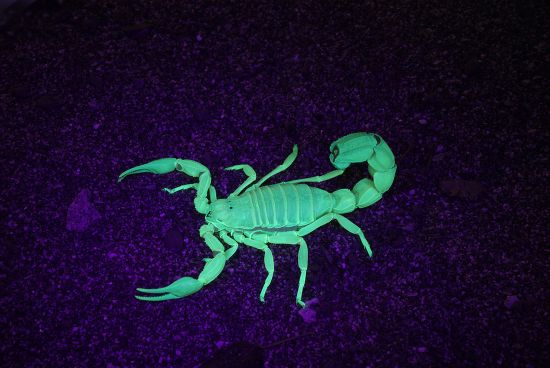 Desert Scorpion Androctonus Australis Looking Fluorescent Editorial ...