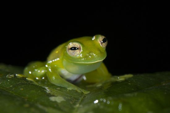 Cochranella Midas Santa Cecilia Cochran Frog Editorial Stock Photo ...