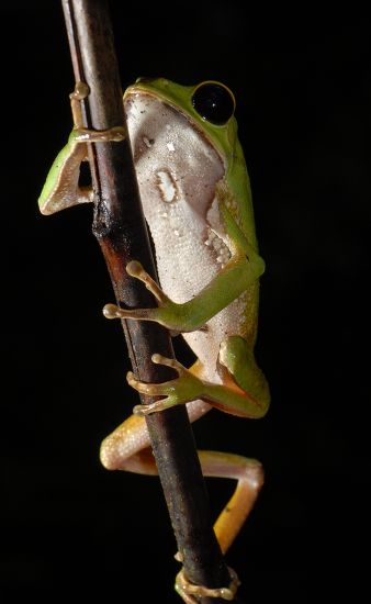 Monkey Frog Phyllomedusa Camba Forest Peru Editorial Stock Photo ...