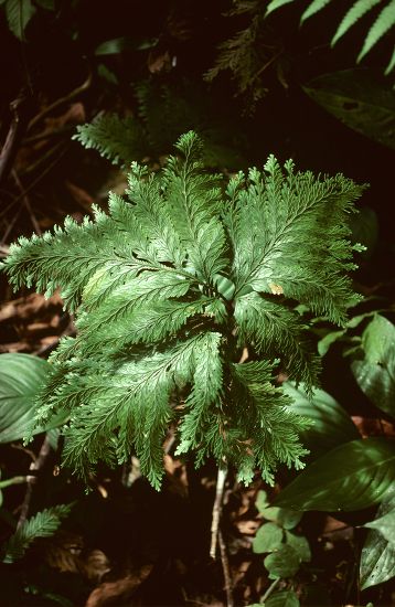 Electric Fern Small Creeping Rhizomatous Plant Editorial Stock Photo ...