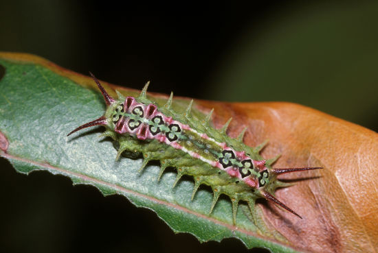 Fourspined Cup Moth Larva That Has Editorial Stock Photo - Stock Image ...