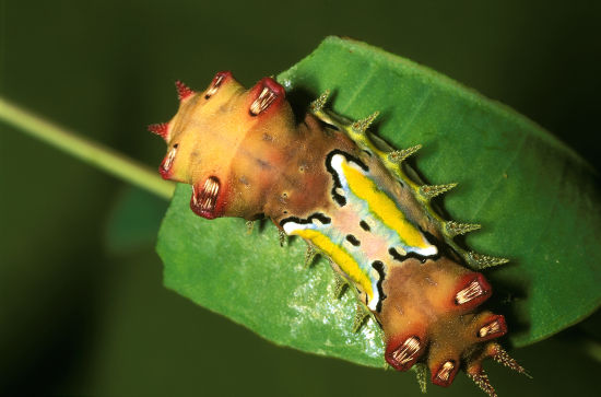 Mottled Cup Moth Larva Stinging Spines Editorial Stock Photo - Stock ...