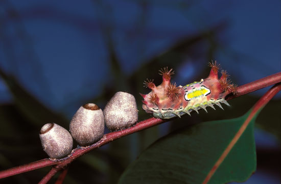 Mottled Cup Moth Larva Stinging Spines Editorial Stock Photo - Stock ...