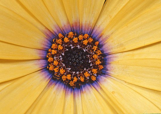 Daisy Flower Detail Colorful Florets Stamens Editorial Stock Photo ...