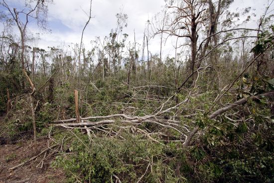 Rainforest Destroyed By Cyclone Tam O Editorial Stock Photo - Stock ...