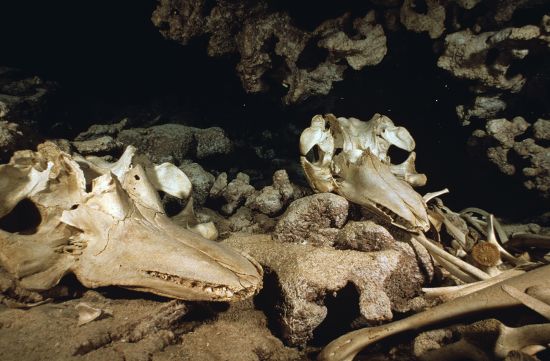 Whale Graveyard Matangi Island Fiji Editorial Stock Photo - Stock Image ...
