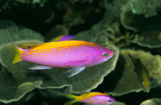 Yellowstriped Fairy Basslets Great Barrier Reef Editorial Stock Photo ...